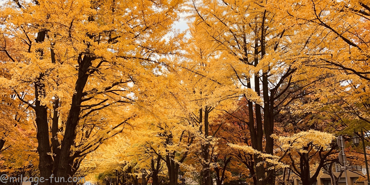 北海道大学の銀杏並木がすごい。念願のポプラ並木も！【札幌旅行4日目】 | いつかは夢のミリオン☆マイラー!?